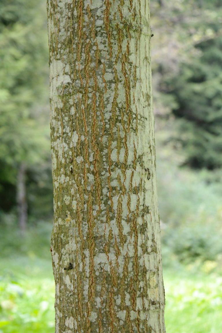 Guide to Tree Identification by Bark - The Basic Woodworking